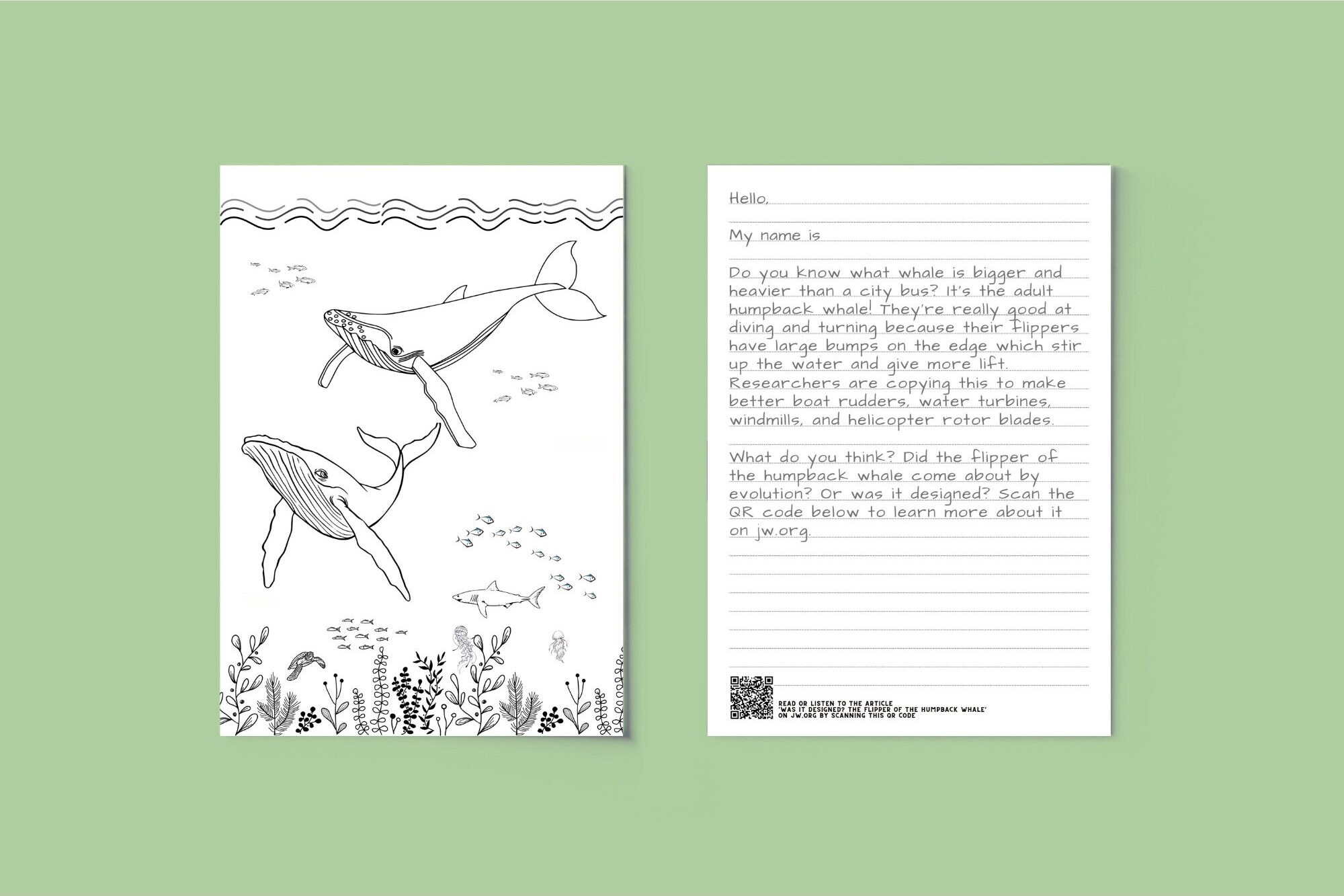 The Flipper of the Humpback Whale - Was It Designed? - JW Kids Letter ...