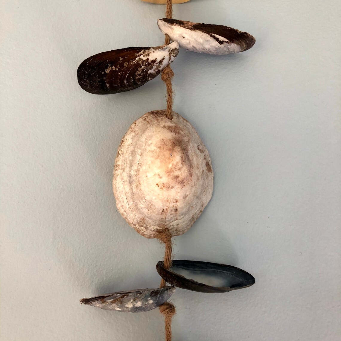 Shell Wall Hanging Seashell Hanging Coastal Decor Shell - Etsy