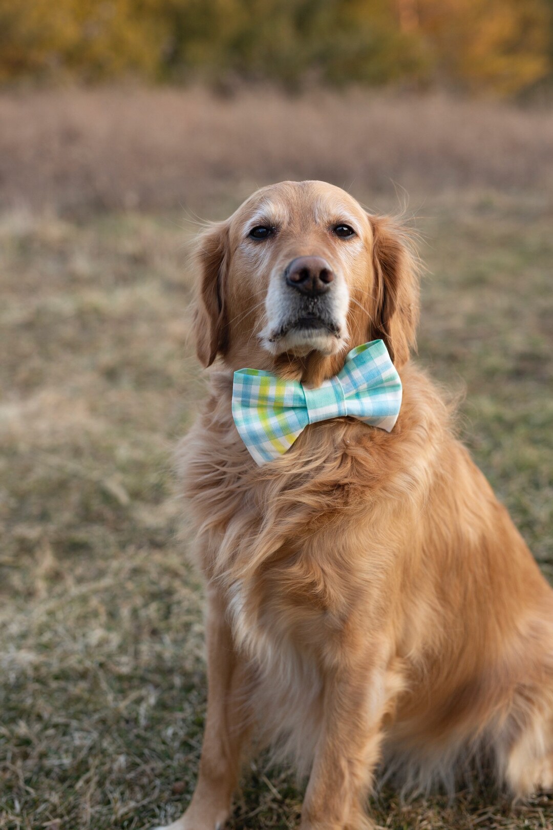 Easter Bow Tie, Easter Dog Bow, Tie, Easter, Spring Bow Tie, Plaid ...