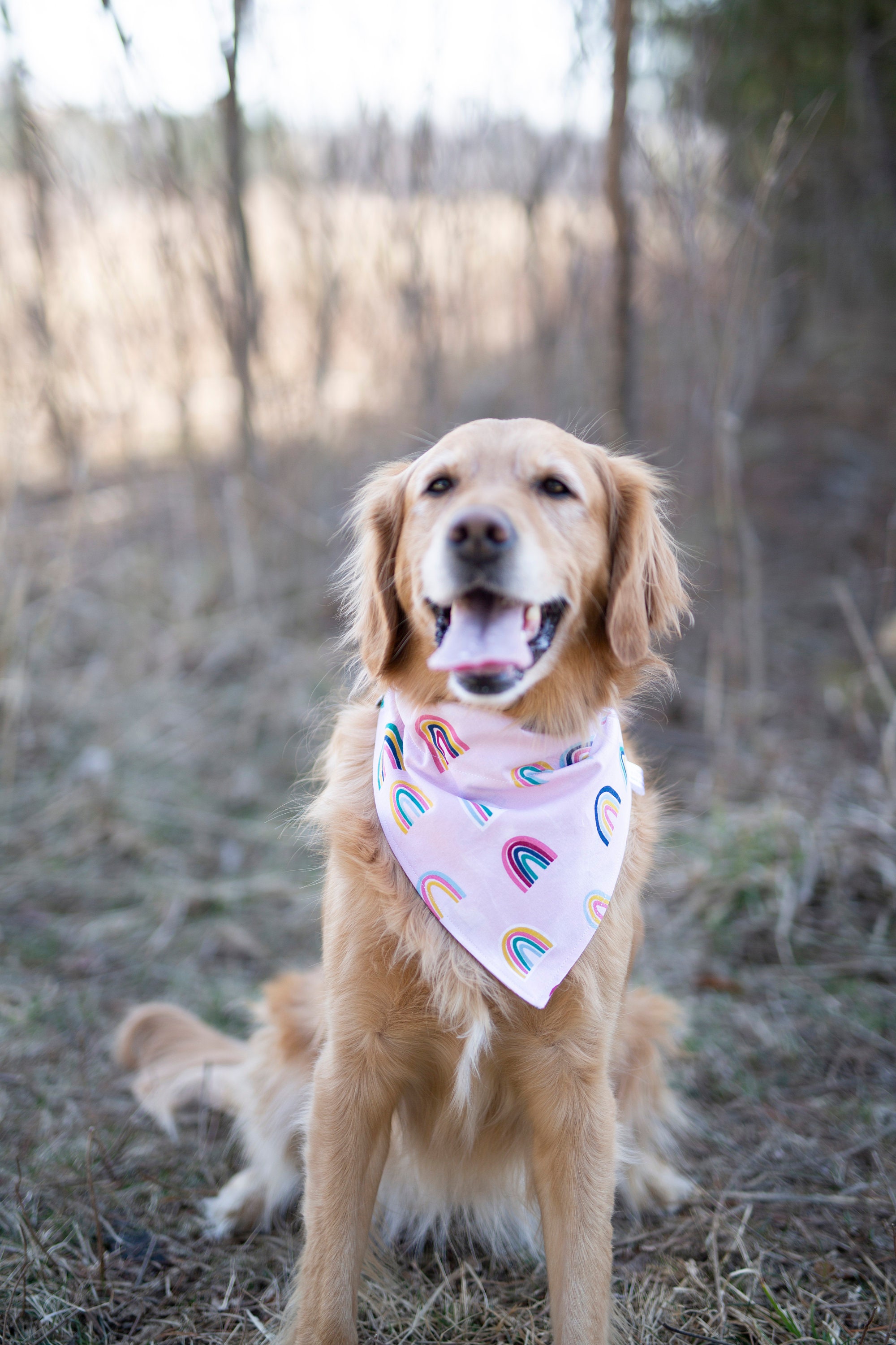 Rainbow dog bandana rainbow baby pregnancy announcement | Etsy