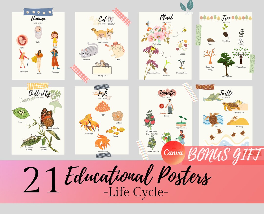 Set of Educational Posters for Kids and Toddlers, Life Cycle, Playroom ...