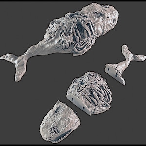 Massive Whale Corpse Dnd Terrain for Dungeons and Dragons Terrain, D&D ...