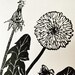 Dandelion Linocut Print-dandelion Clock Print-botanical Art-nature ...