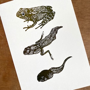 Frog Linocut Print-tadpole Print-frog Art-nature Print- Amphibian ...