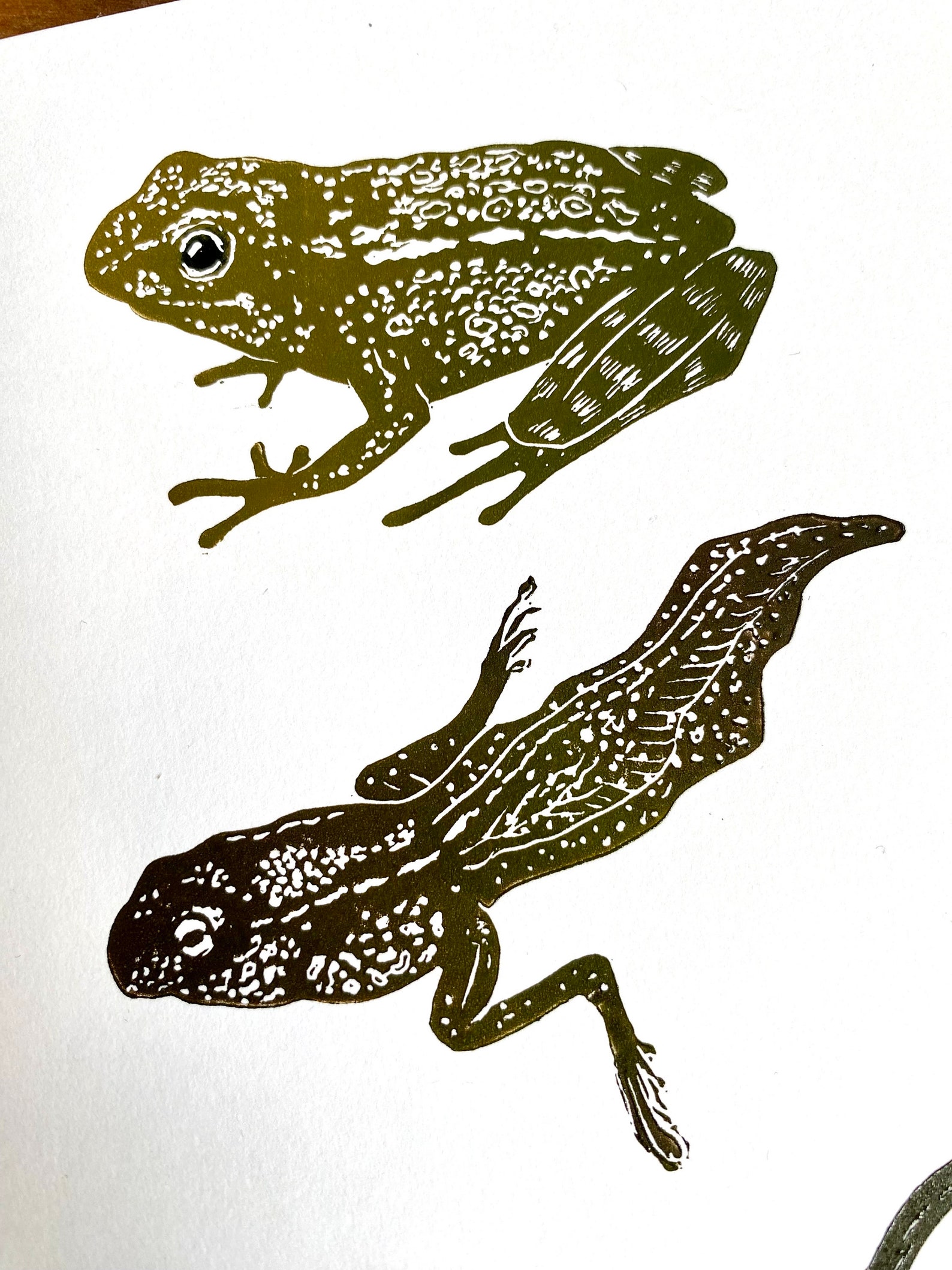 Frog Linocut Print-tadpole Print-frog Art-nature Print- Amphibian ...