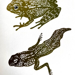 Frog Linocut Print-tadpole Print-frog Art-nature Print- Amphibian ...