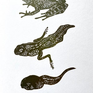 Frog Linocut Print-tadpole Print-frog Art-nature Print- Amphibian ...