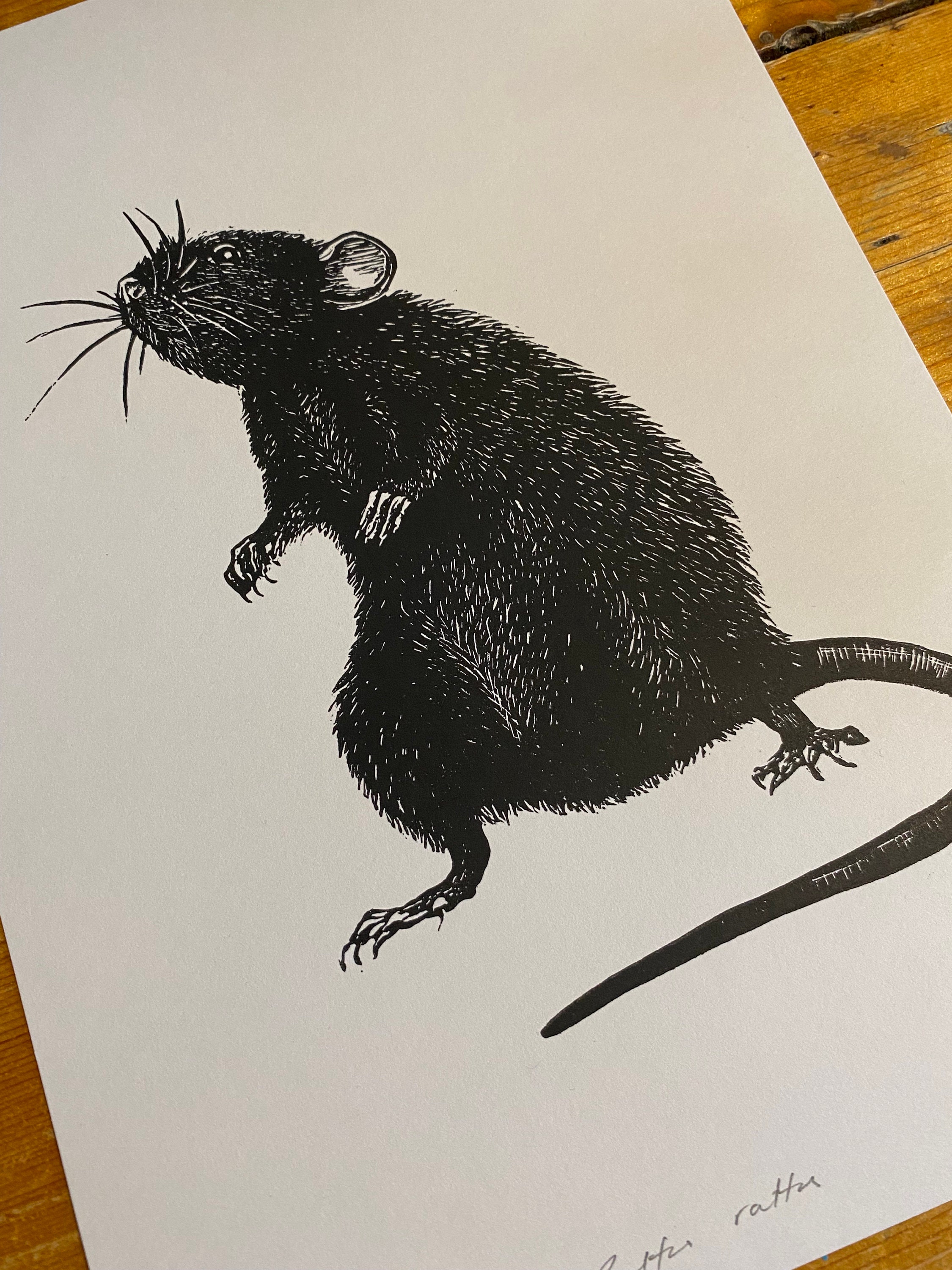 Rat Linocut Print-rattus Rattus Print-animal Art-wildlife Print Rat ...
