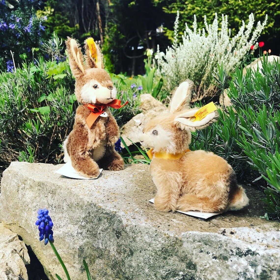 Steiff Dormili Rabbit Gold, Sitting EAN 076619 - Etsy