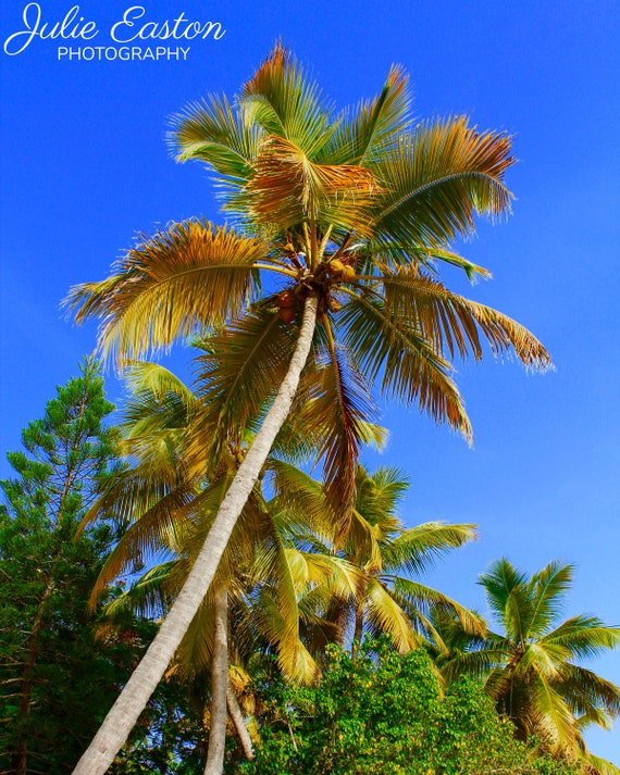 St.thomas Palm Tree - Etsy
