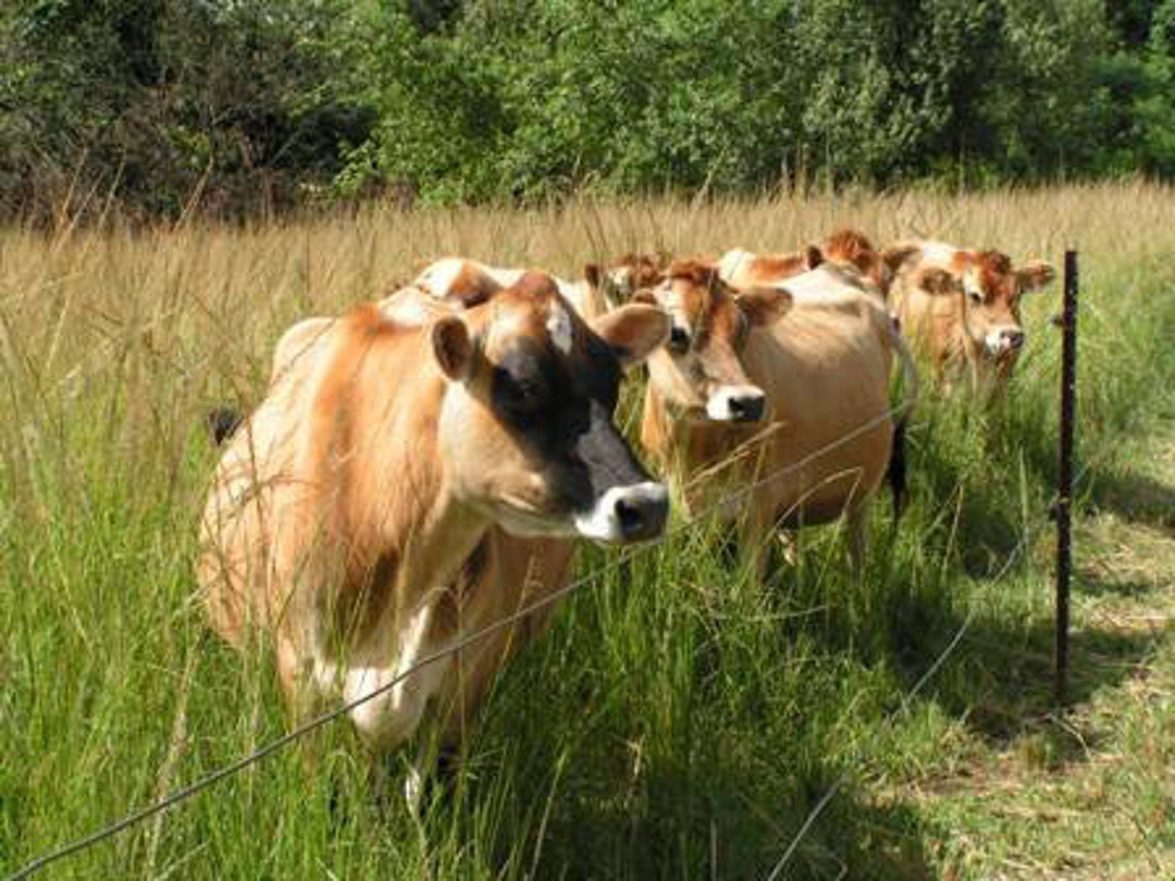 Whole Herd Chese Box B&B - Etsy