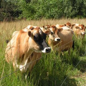 Whole Herd Chese Box B&B - Etsy