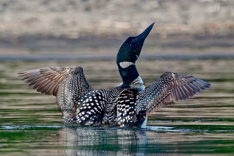 Common Loon Photograph - Etsy