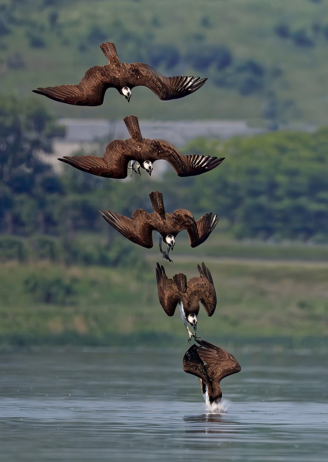 Osprey Diving Composite Photograph - Etsy