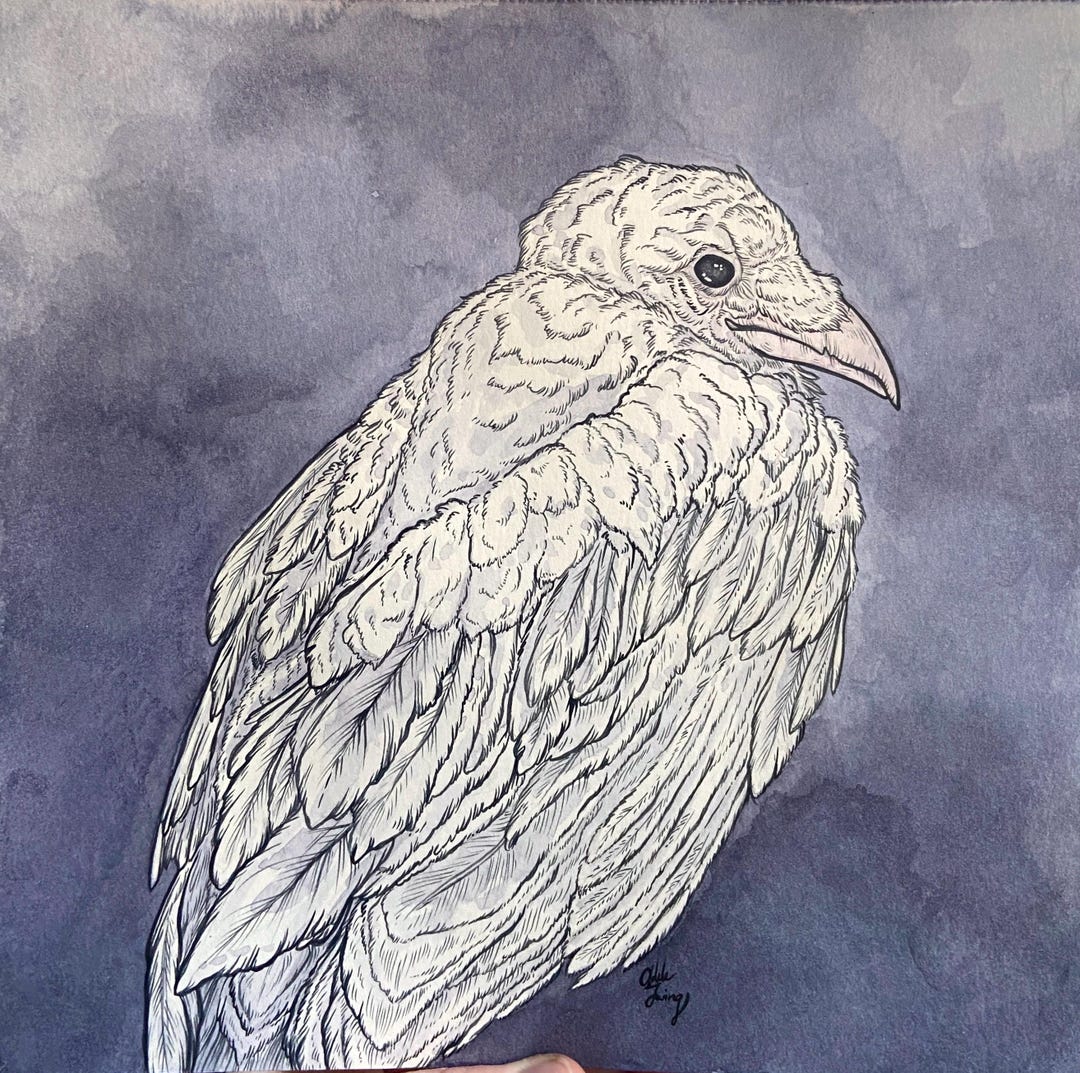 Raven (leucistic) - Albino White Crow Bird Painting, Spooky Haunting - Etsy