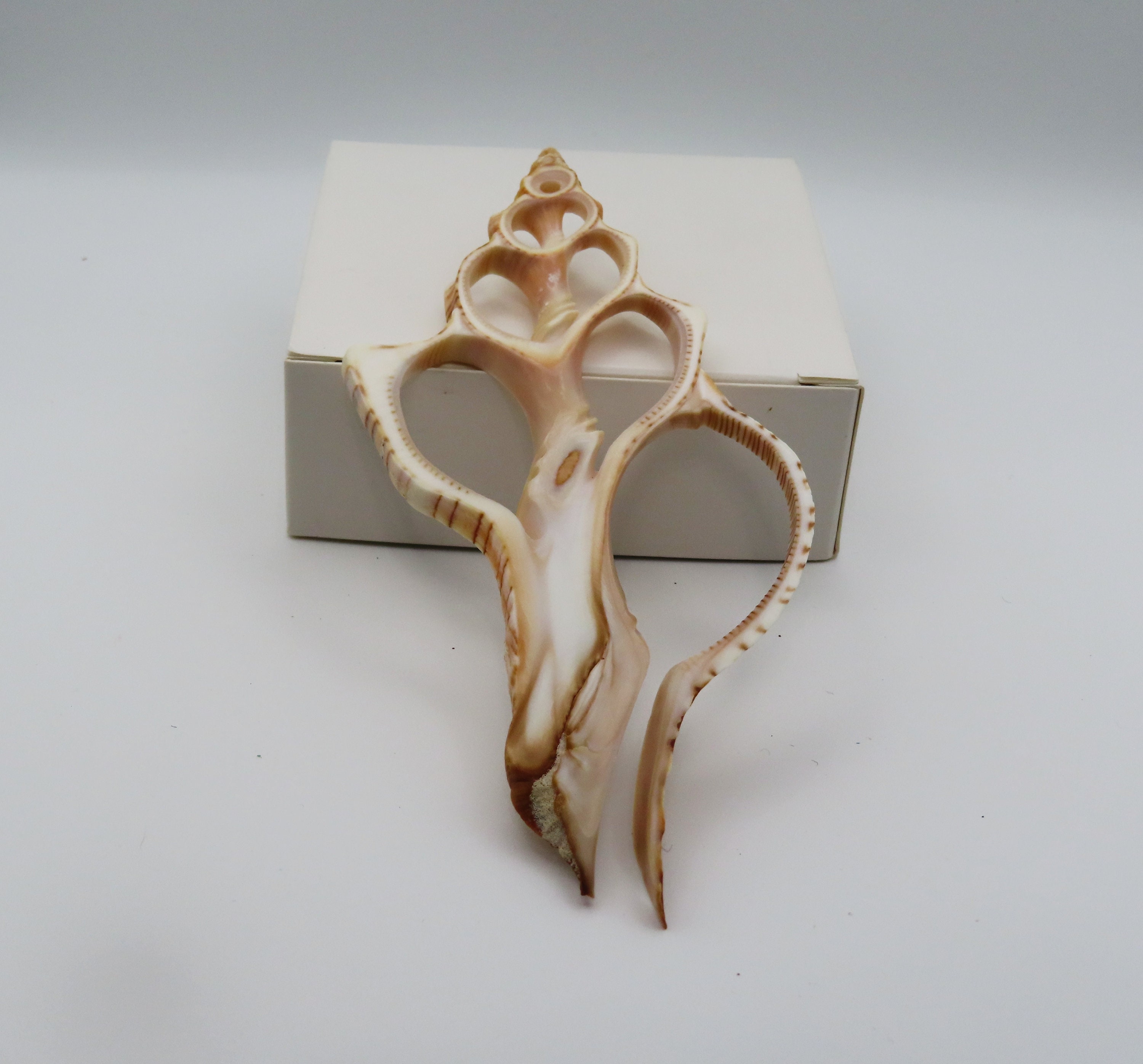 Center Cut Fox Shells, Large Fox Central Slice Shells 5 5.5 - Etsy