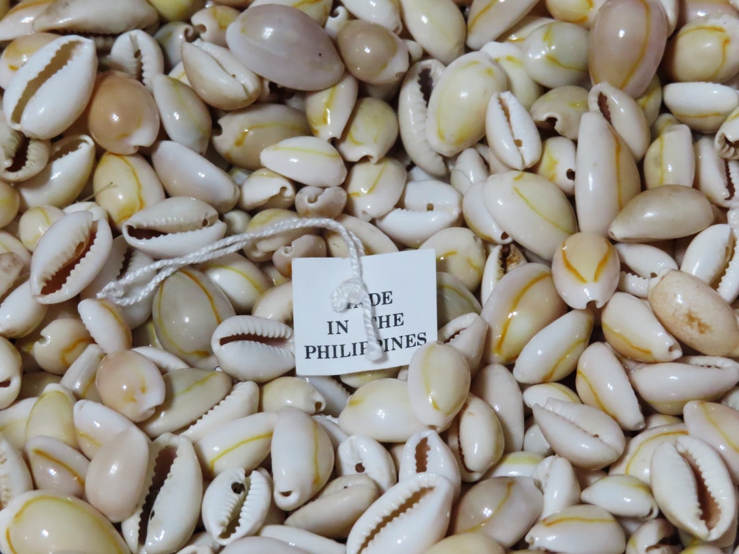 Ring Top Cowrie Craft Shells, Cowrie Shells With Inside Hole , Natural ...