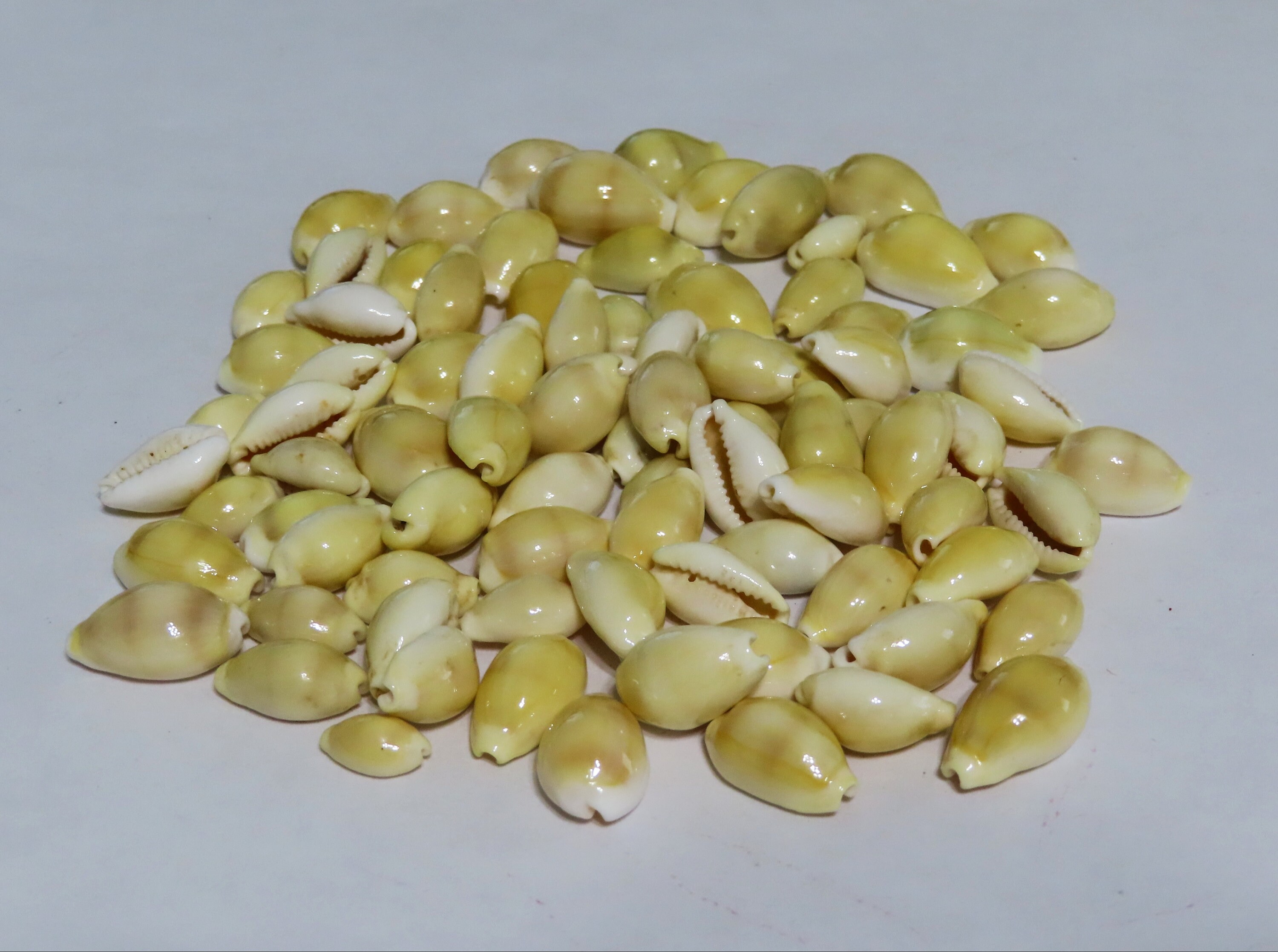 55 Yellow Inside Hole Cowrie Shells, Cowrie Shells for Crafts or ...