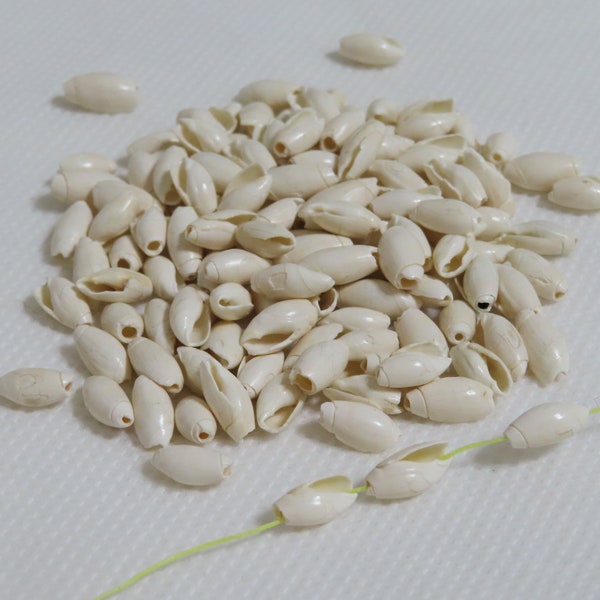 Natural Seashells - Etsy