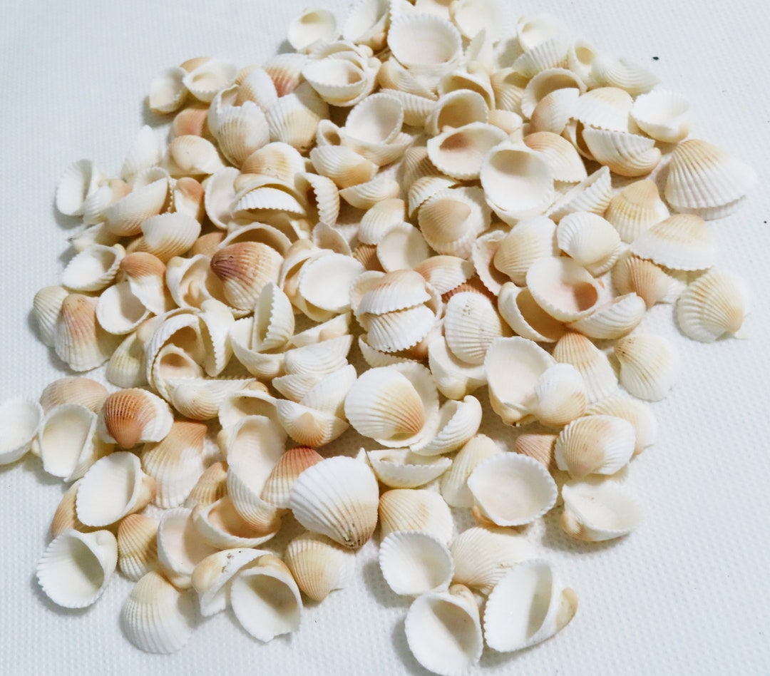 White Pink Clam Shells: Large Lot for Crafts & Decor (18-29 Mm) - Etsy