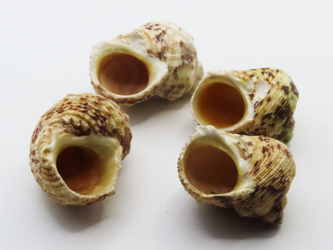 4 Gold Mouth Turbo Seashells, Hermit Crab Shells - Etsy