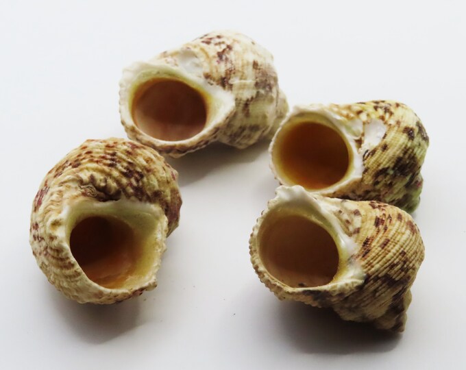 4 Gold Mouth Turbo Seashells, Hermit Crab Shells - Etsy