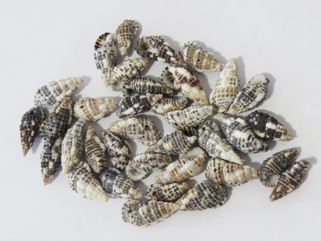 Dark Gray Snail Shell Beads With Top Hole, Spiral Seashell Drop Charm ...