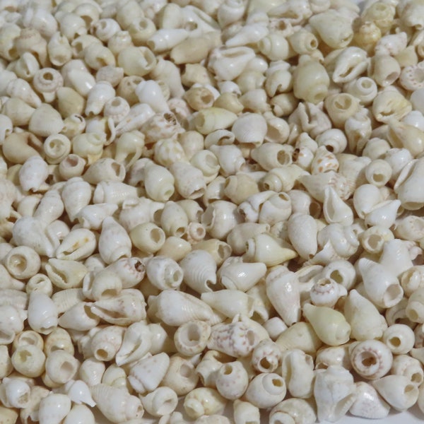 Drilled Sea Shells - Etsy