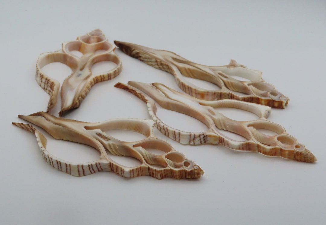 Center Cut Fox Shells, Large Fox Central Slice Shells 5" - 5.5" - Etsy