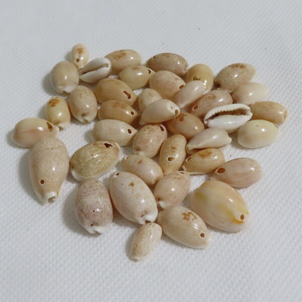 Drilled Seashells - Etsy