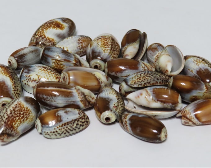 10 Large Olive Shells With Hole, 24 31 Mm Drop Shell Charms - Etsy