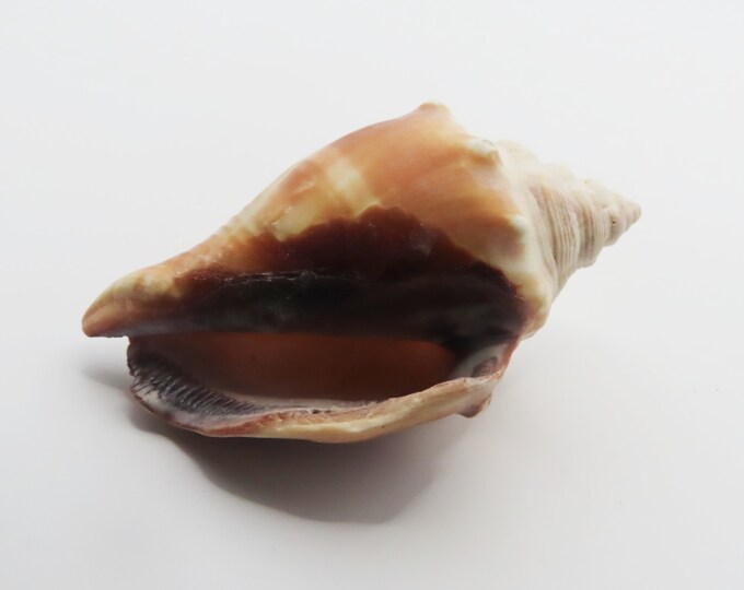Florida Fighting Conch Shellsstrombus Alatus 3seashell Craft/supply 1 ...