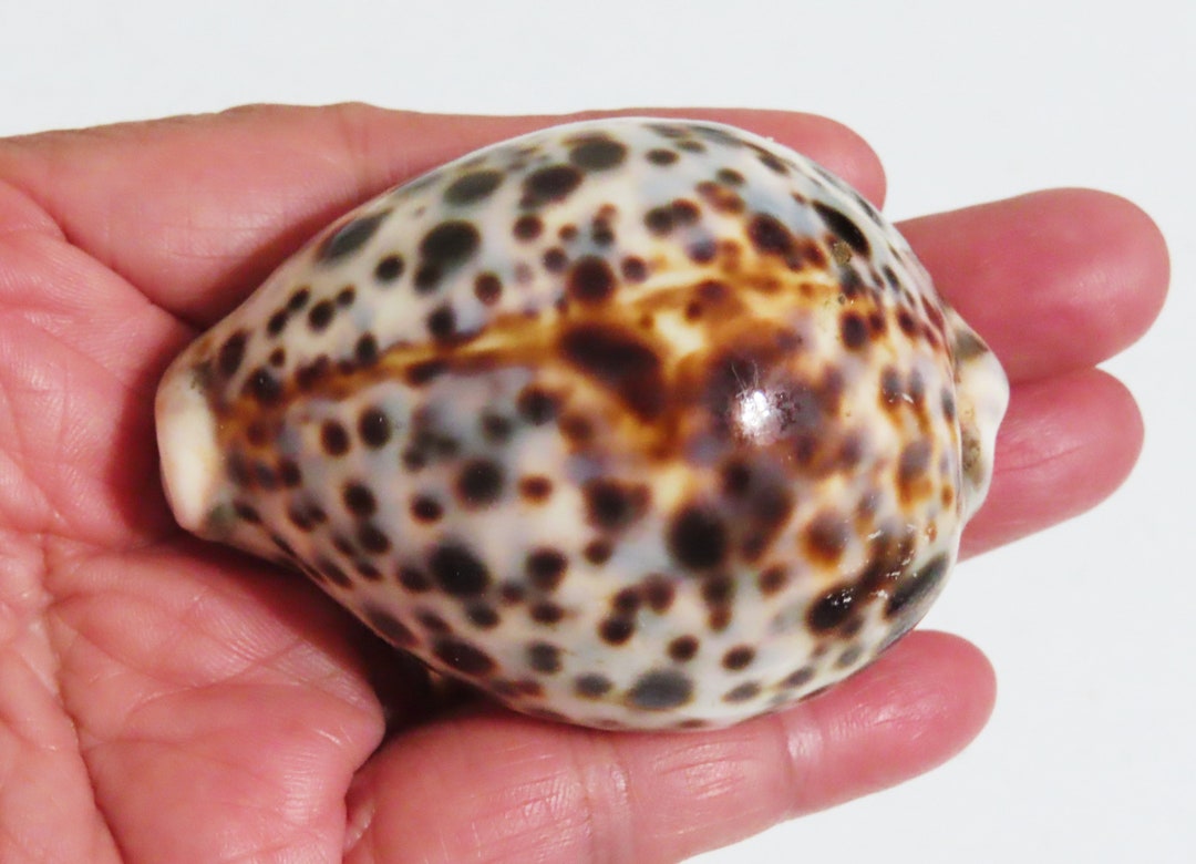 Cypraea Tigris Seashell 3", Natural Tiger Cowrie Seashell - Etsy