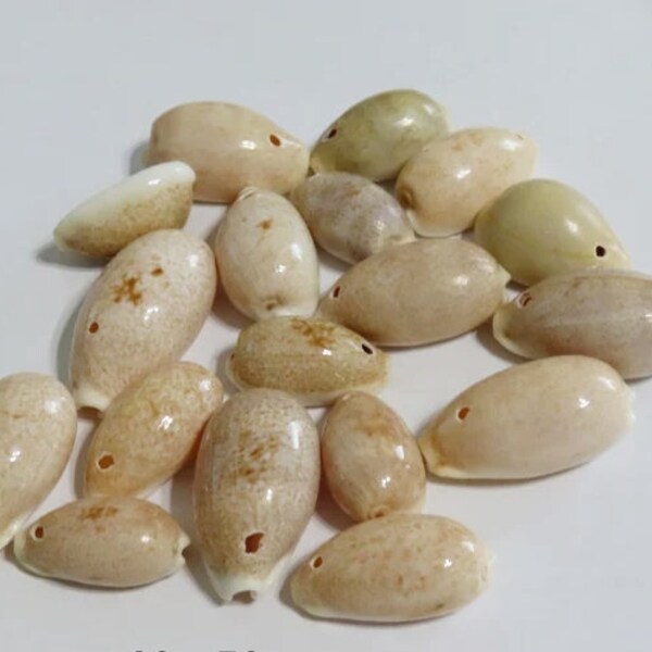 Large Cowrie Shells - Etsy