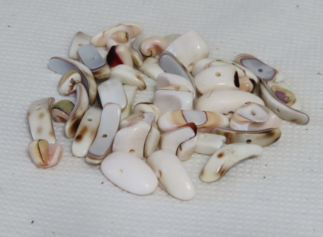 Tiger Cowrie Shell and Luhuanus Nuggets Shell Beads Mix - Etsy
