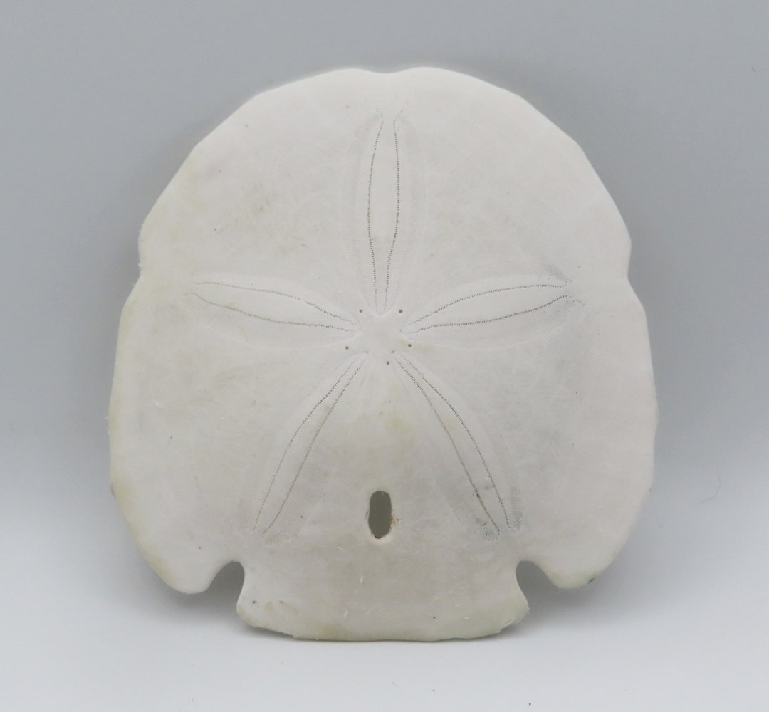 Large Sand Dollars Seashell, 4.5 X 4 Real Sand Dollar, Beach Decor - Etsy