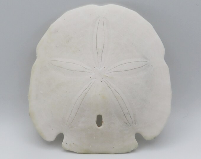 Large Sand Dollars Seashell, 4.5 X 4 Real Sand Dollar, Beach Decor - Etsy