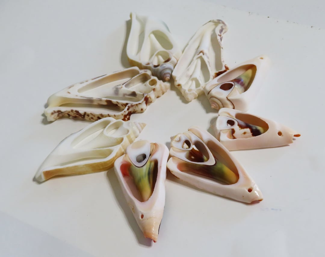 Seashell Slices, Strombus Seashell Slice Cut Pendant, Sliced Conch ...