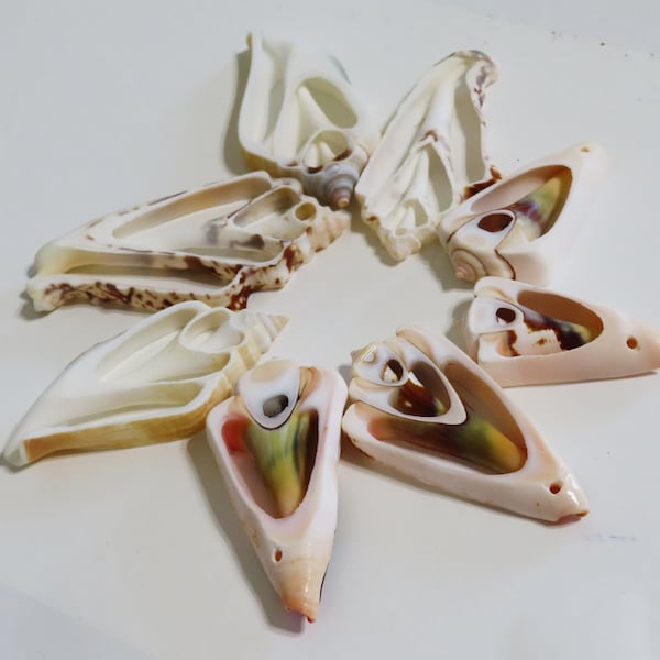 Cut Seashells - Etsy