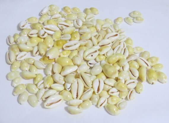 55 Yellow Inside Hole Cowrie Shells Cowrie Shells for Crafts - Etsy