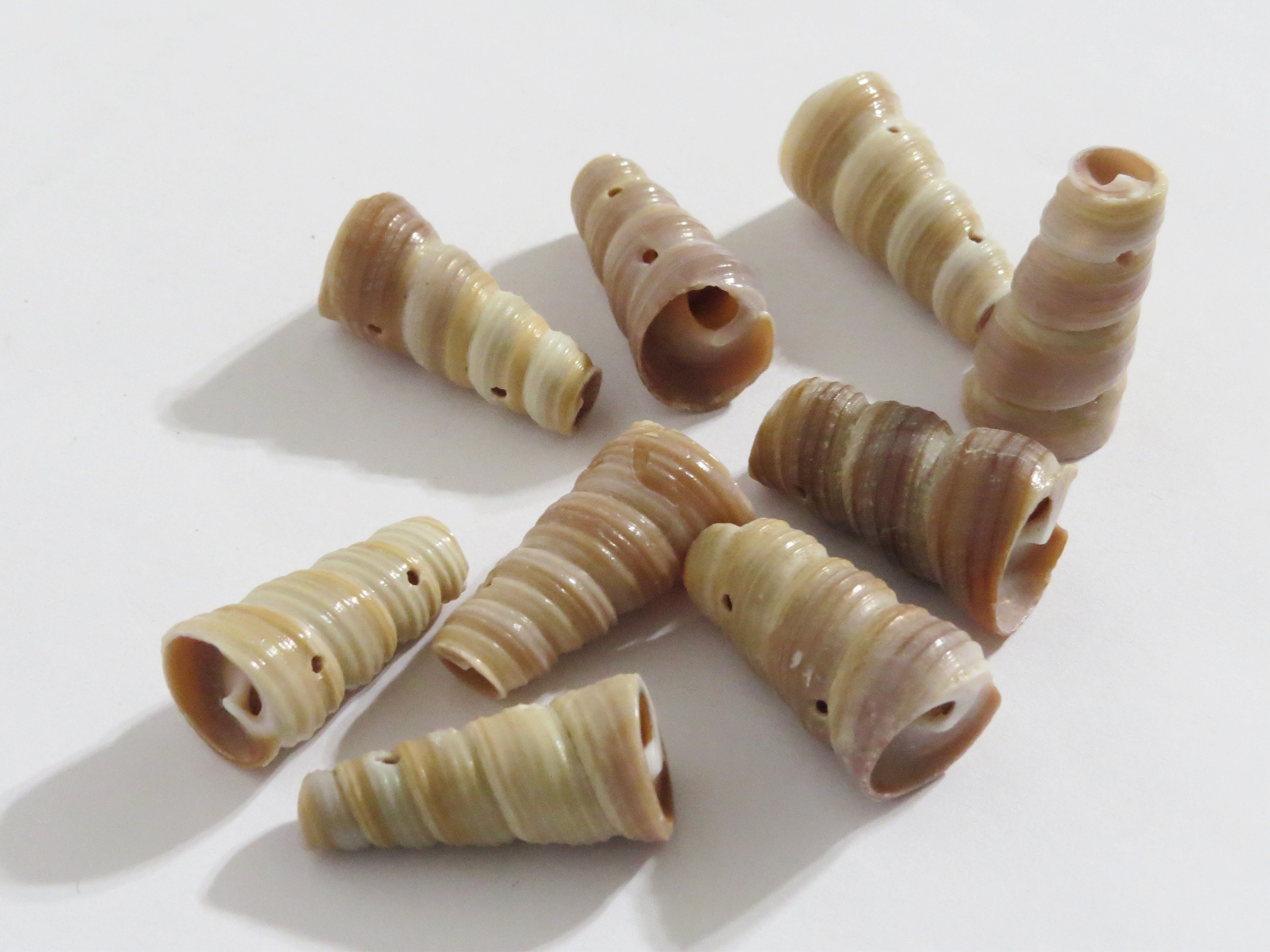 Large Shell Cone Connectors With Two Side Holes 9 Natural - Etsy