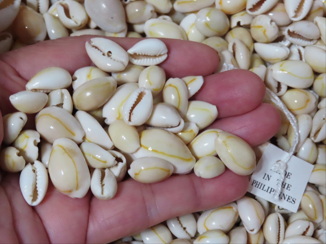 Ring Top Cowrie Craft Shells Cowrie Shells With Inside Hole - Etsy