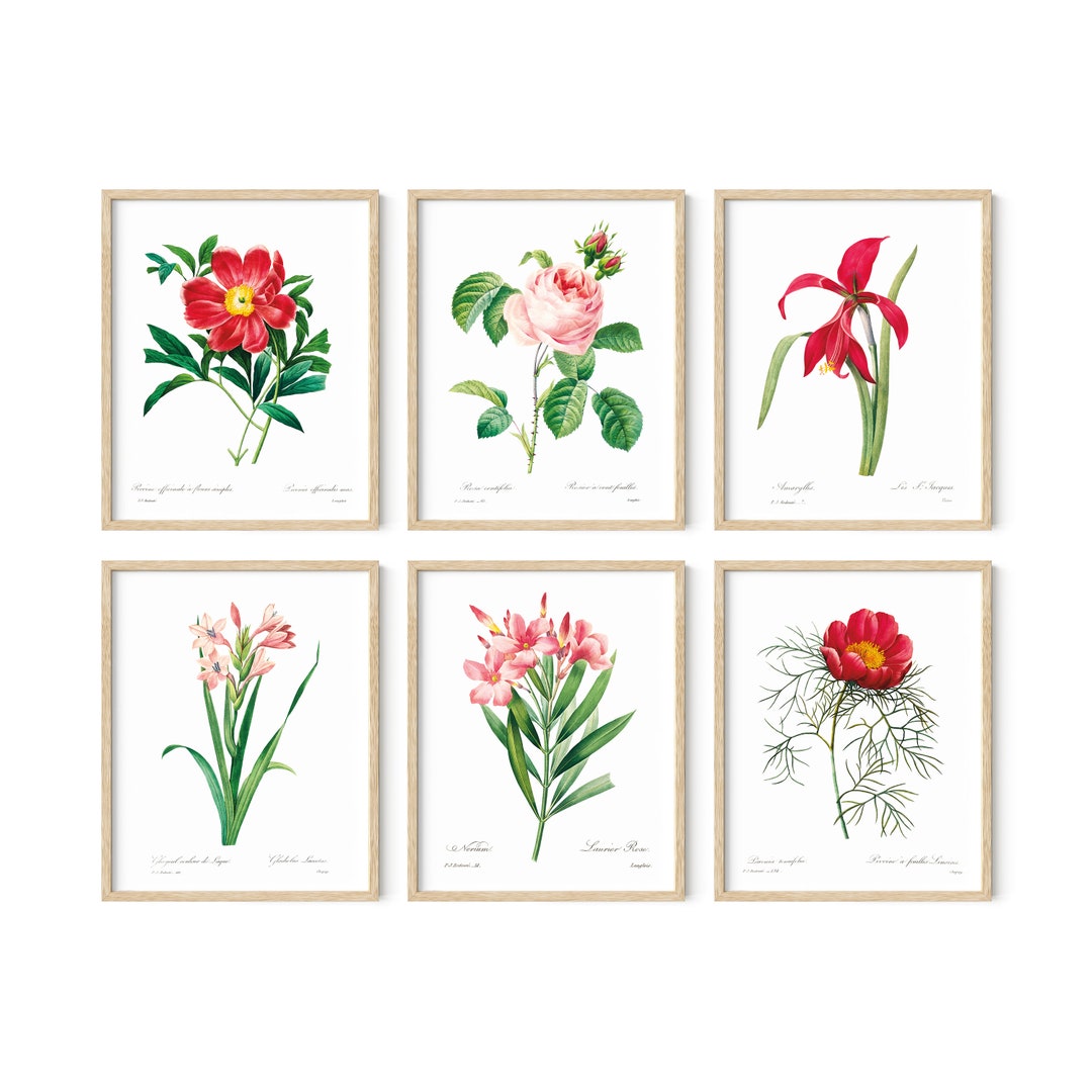 Haus and Hues Vintage Flower Posters and Prints - Set of 6 Wildflower ...