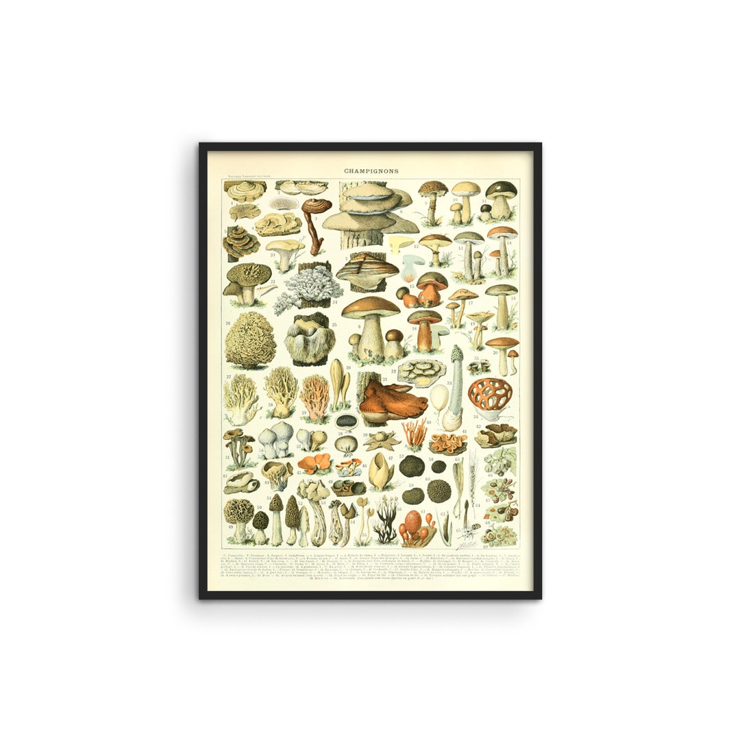 Vintage Mushroom Poster: Adolphe Millot Botanical Print - Etsy