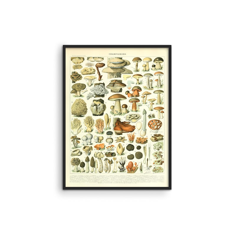 Vintage Mushroom Poster: Adolphe Millot Botanical Print - Etsy