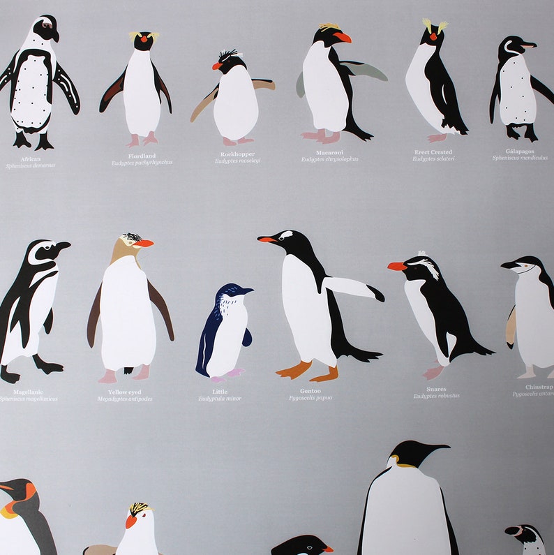 Penguins of the World Poster - Etsy