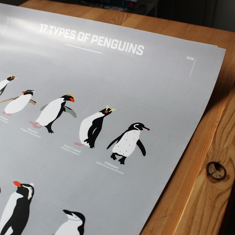 Penguins of the World Poster - Etsy