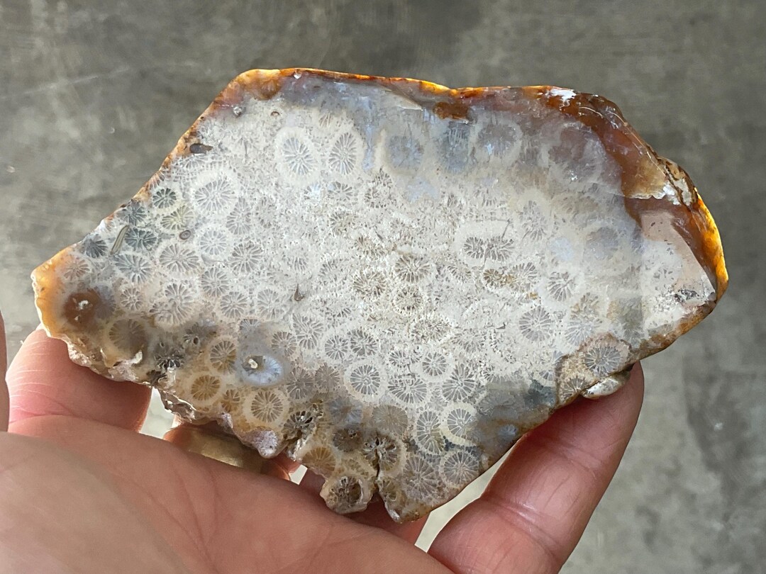146g Fossilized/agatised Coral Slab 1B - Etsy
