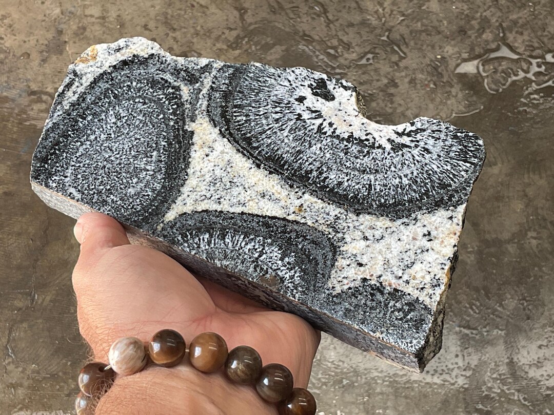 1464 Western Australian Orbicular Granite Polished Slab B - Etsy