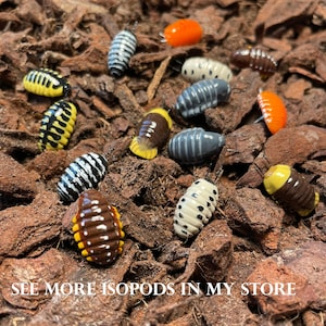 Isopods Pin, Handmade Brooch, Gift for Animal Lover - Etsy